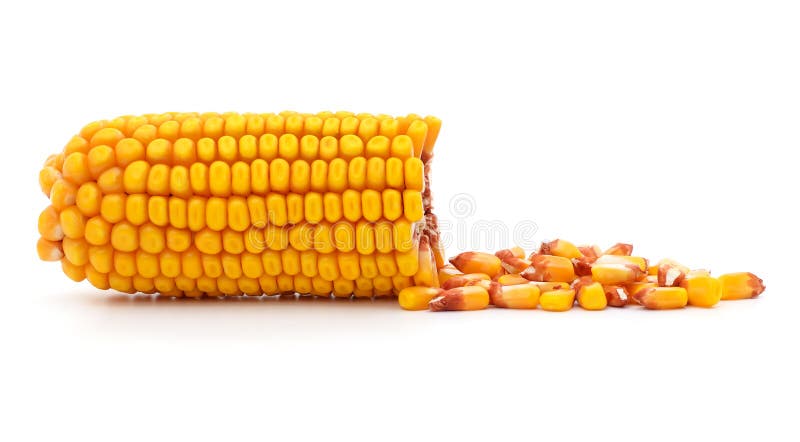 One cob of corn with grain stock photo. Image of food - 251766790