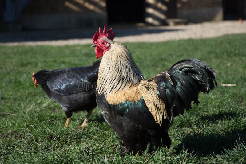 One Rooster and One Chicken in a Backyard with Green Grass Stock Photo ...