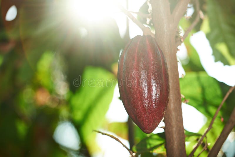 One cocoa pod on farm tree stock photo. Image of botanical - 89432426
