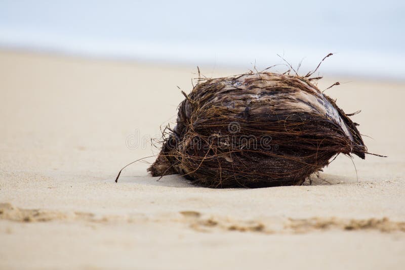 One coconut stock photo. Image of pacific, resort, warm - 38048442