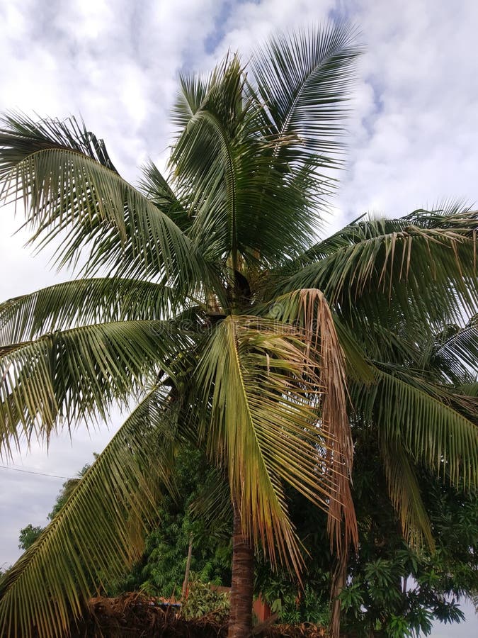 One big Coconut Tree stock photo. Image of plant, coast - 188048594