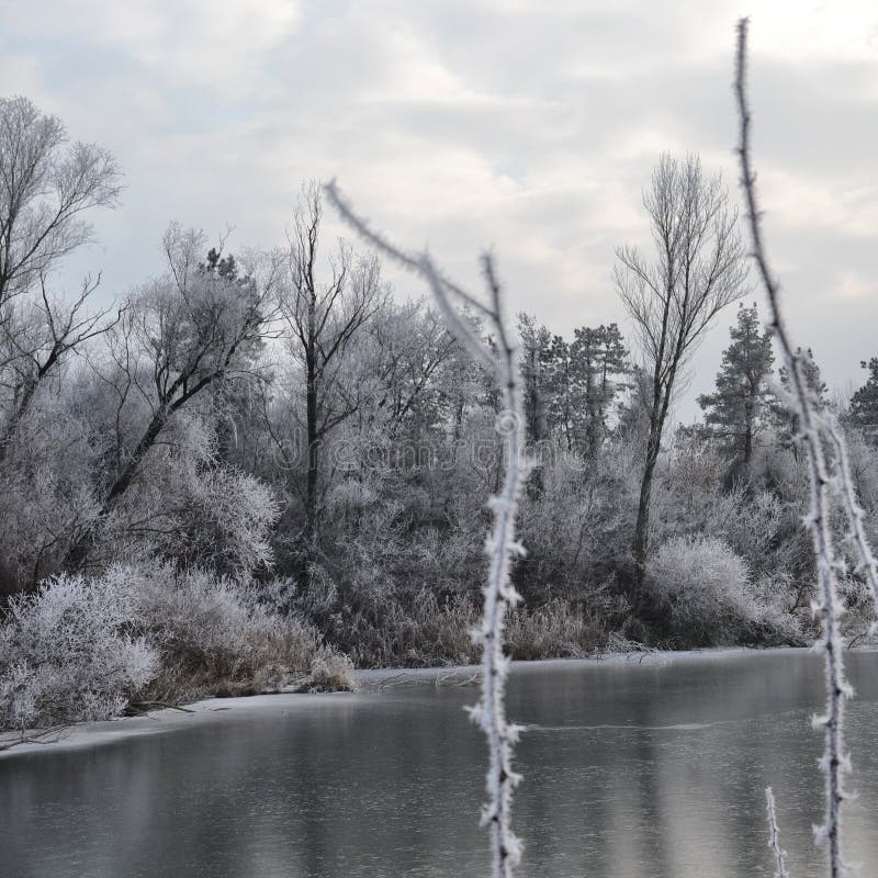 One on the Cold White Snowie Day Stock Photo - Image of white, snowie ...