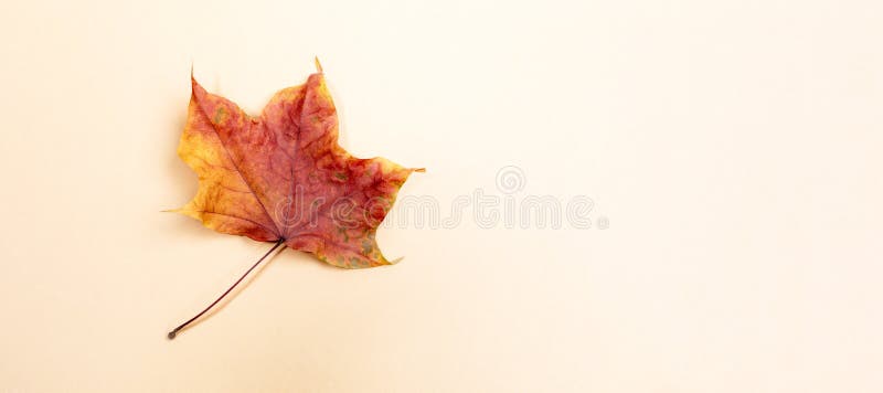 One Colorful Fall Maple Leaf on Beige Background. Fall Holidays Banner ...