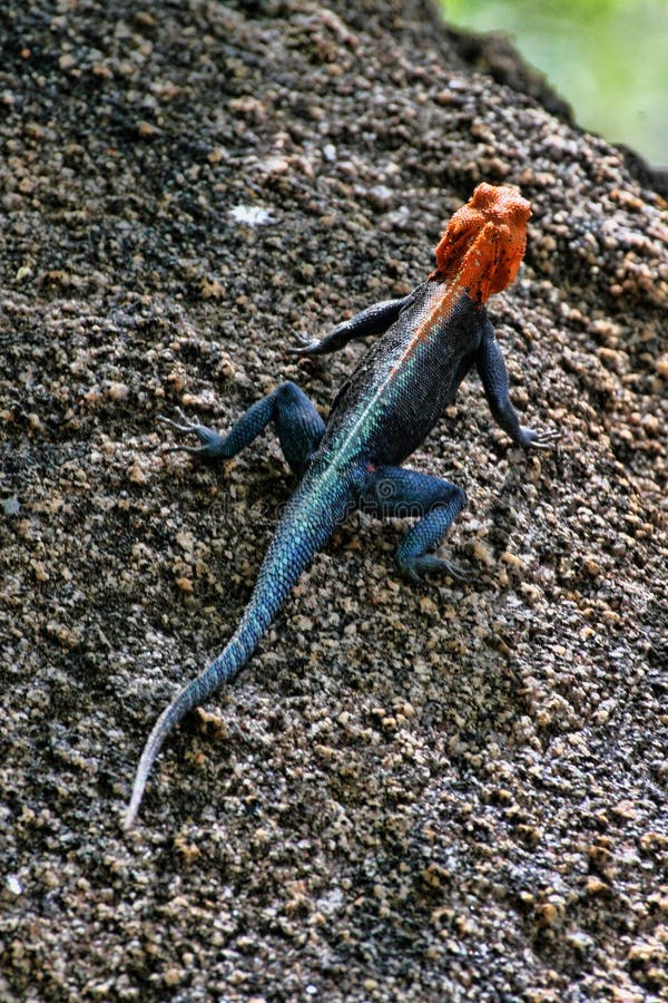 Common Agama, Agama Agama, is Beautifully Colored, in Matopos National ...