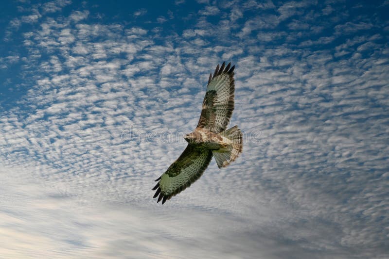 One Common Buzzard Bird, Bird of Pray, Buteo Buteo, in Flight Against a ...