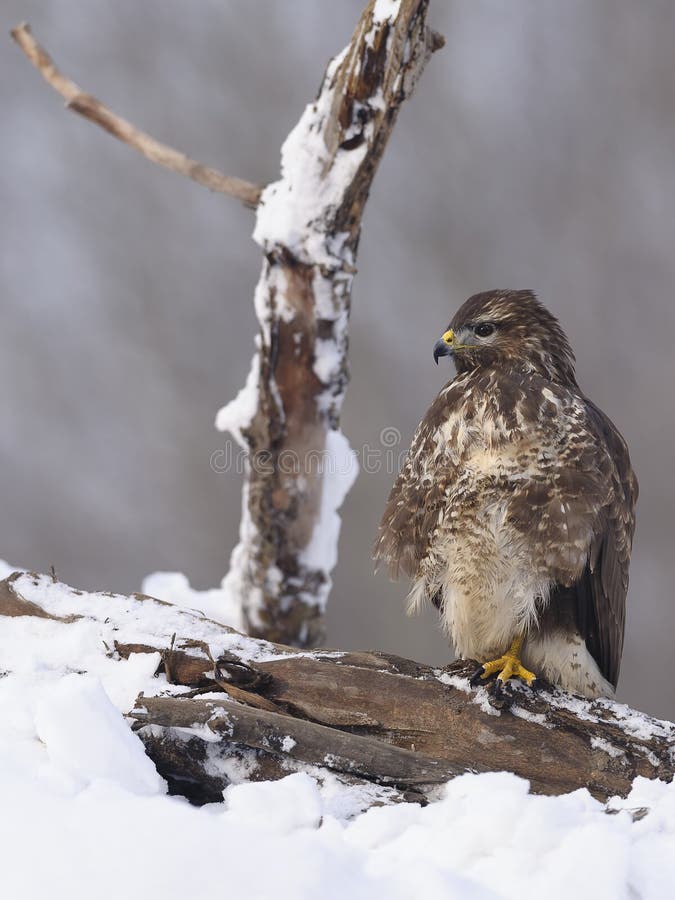 Common Buzzard Spread Wings Small Prey Stock Photos - Free & Royalty ...