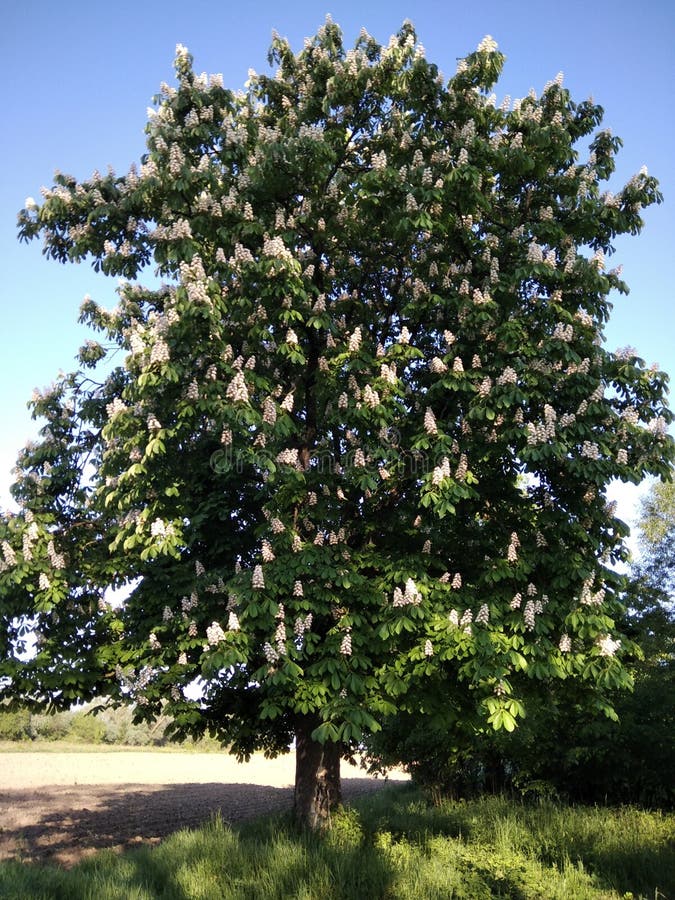 One Common Chestnut Tree in May Bloomed with a Large White Flower ...