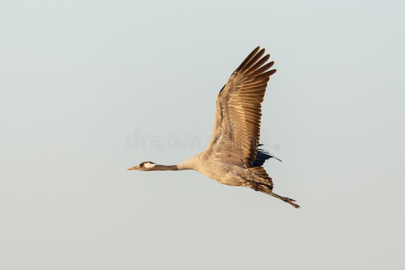 One Common Crane Grus Grus in Flight with Spread Wings Stock Image ...