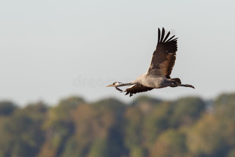 One Common Crane Grus Grus Flying with Spread Wings in Front of a ...