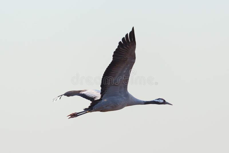 One Common Crane Grus Grus Flying with Spread Wings Stock Image - Image ...