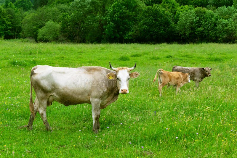 One Common Farm Cow with Two Calves Stock Photo - Image of mammal ...