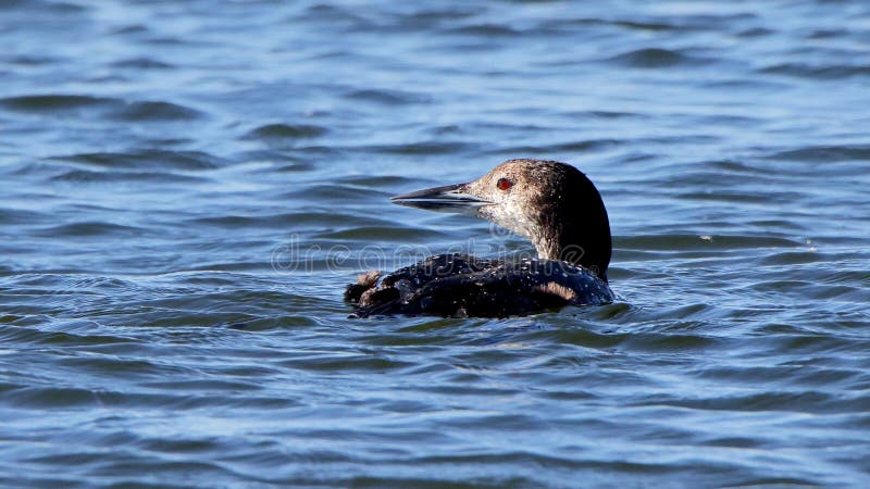 One Common Loon Swimming in Blue Water Stock Photo - Image of ocean ...