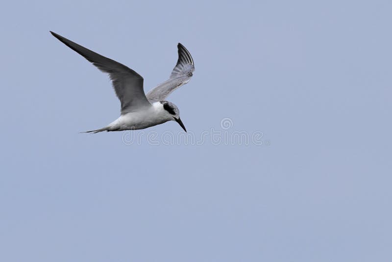 One Common Tern Flying from Left To Right Stock Image - Image of tern ...