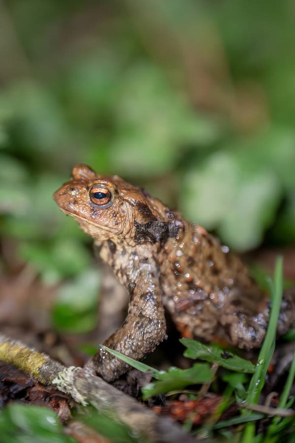 One Common Toad in the Forest Outdoors at Night. Bufo Bufo in ...