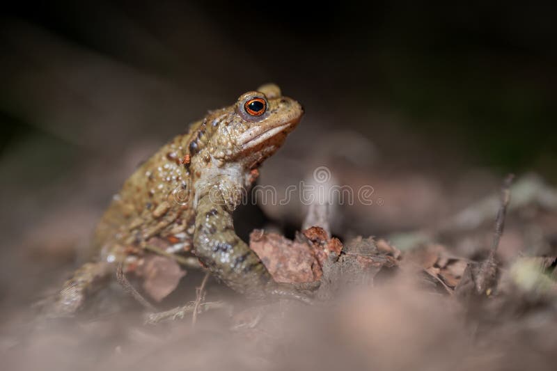 One Common Toad in the Forest Outdoors at Night. Bufo Bufo in ...