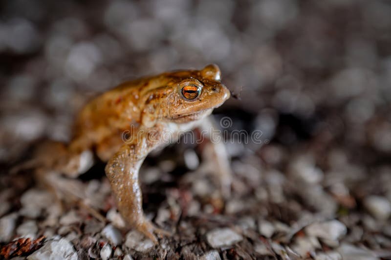 One Common Toad in the Forest Outdoors at Night. Bufo Bufo in ...