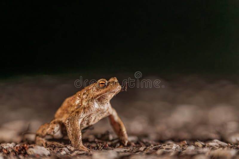 One Common Toad in the Forest Outdoors at Night. Bufo Bufo in ...