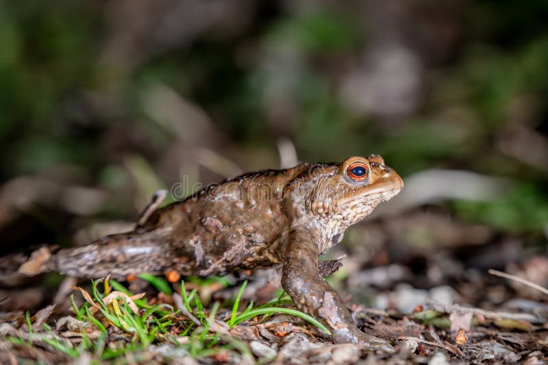 One Common Toad in the Forest Outdoors at Night. Bufo Bufo in ...