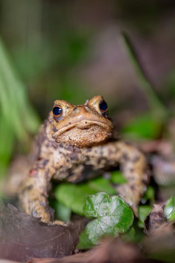 One Common Toad in the Forest Outdoors at Night. Bufo Bufo in ...