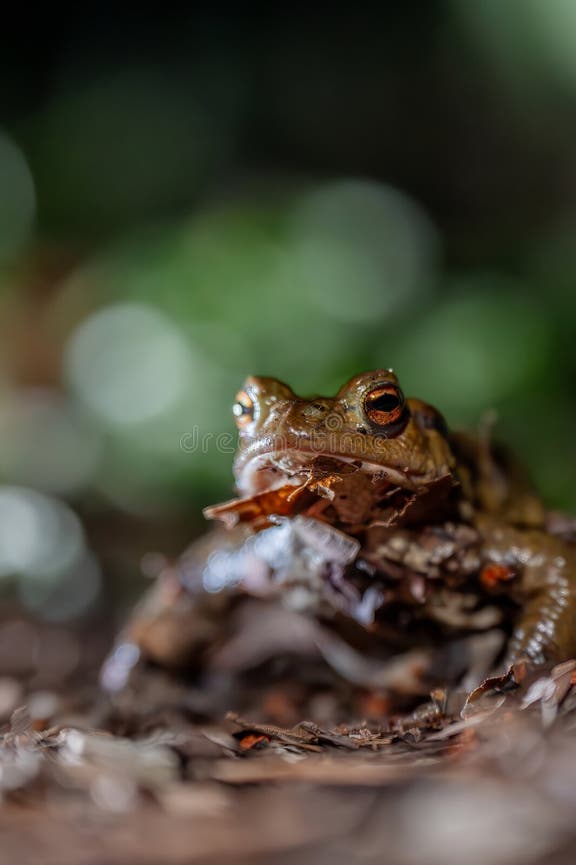 One Common Toad in the Forest Outdoors at Night. Bufo Bufo in ...