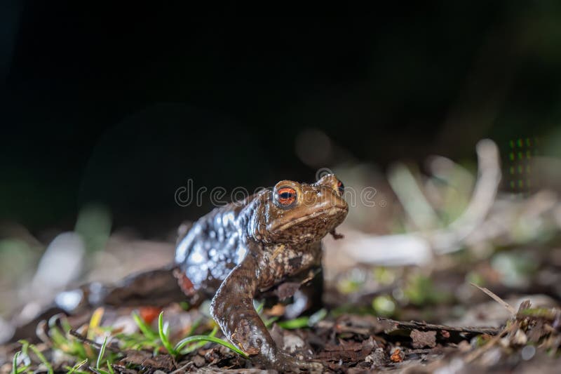 One Common Toad in the Forest Outdoors at Night. Bufo Bufo in ...