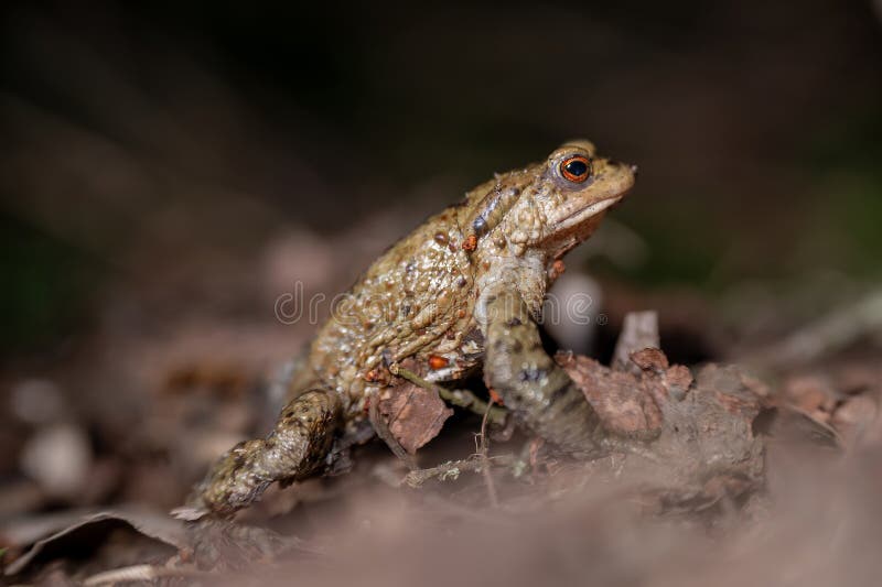 One Common Toad in the Forest Outdoors at Night. Bufo Bufo in ...