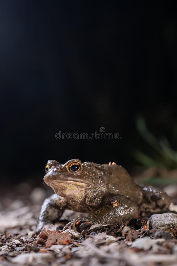 One Common Toad in the Forest Outdoors at Night. Bufo Bufo in ...