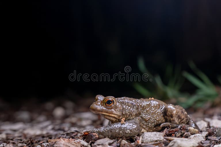 One Common Toad in the Forest Outdoors at Night. Bufo Bufo in ...