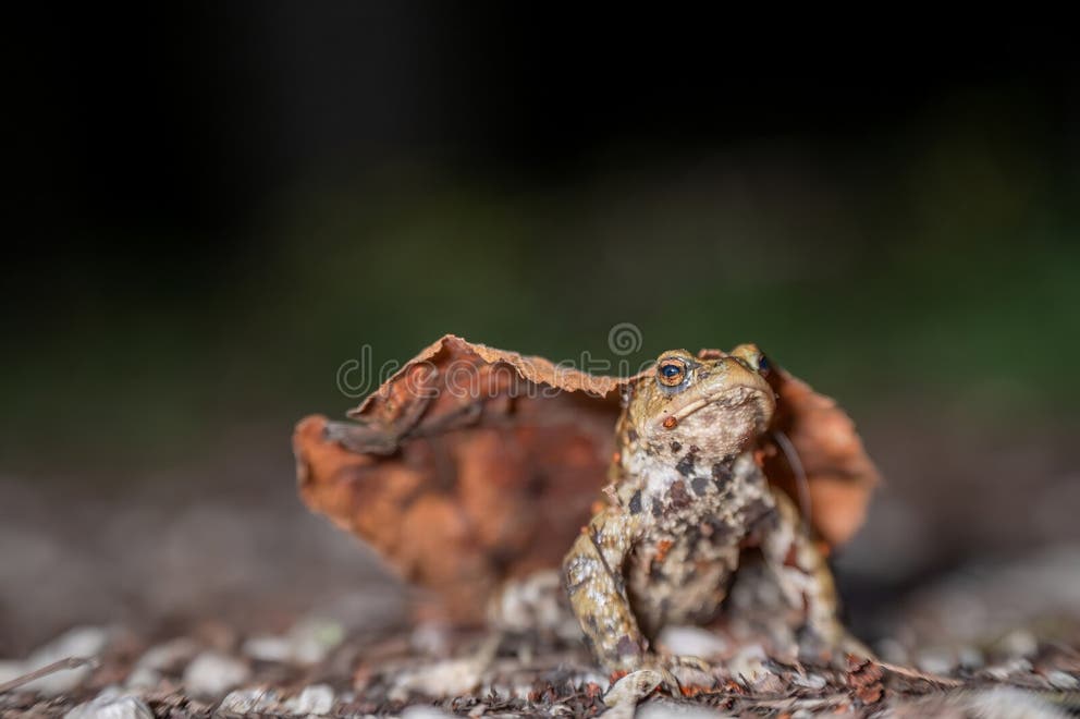 One Common Toad in the Forest Outdoors at Night. Bufo Bufo in ...