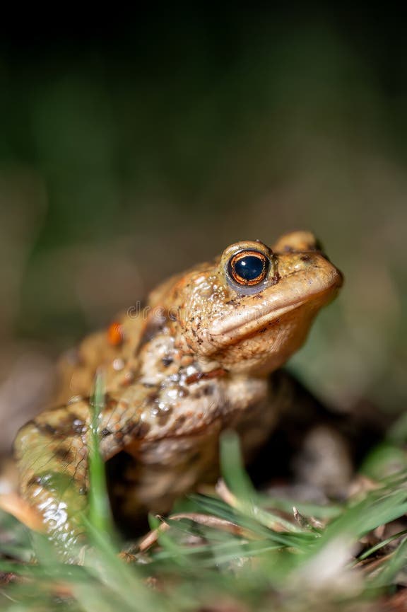 One Common Toad in the Forest Outdoors at Night. Bufo Bufo in ...