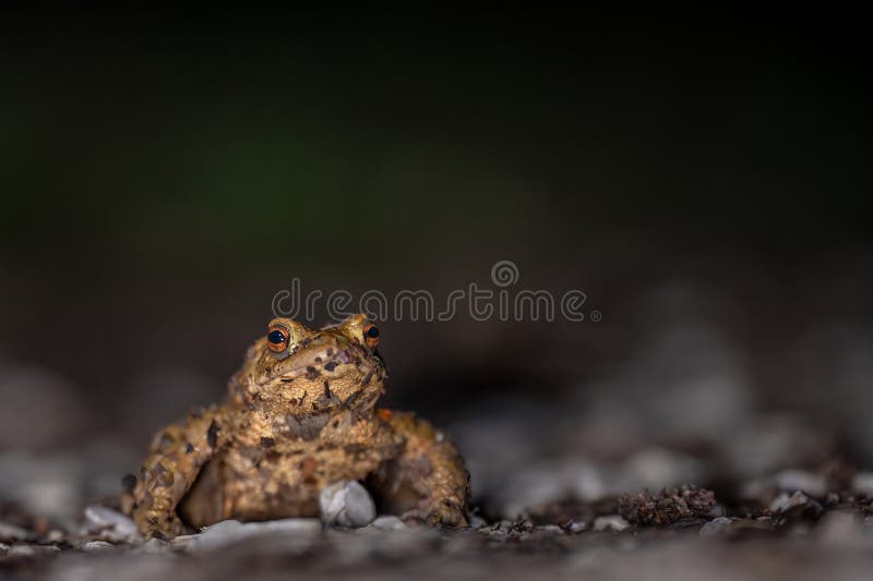 One Common Toad in the Forest Outdoors at Night. Bufo Bufo in ...