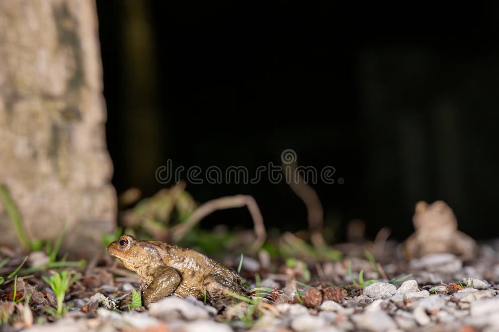 One Common Toad in the Forest Outdoors at Night. Bufo Bufo in ...
