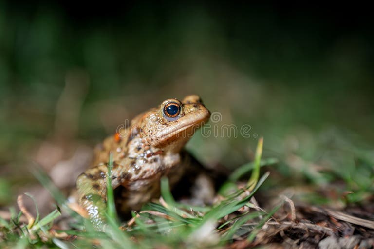 One Common Toad in the Forest Outdoors at Night. Bufo Bufo in ...