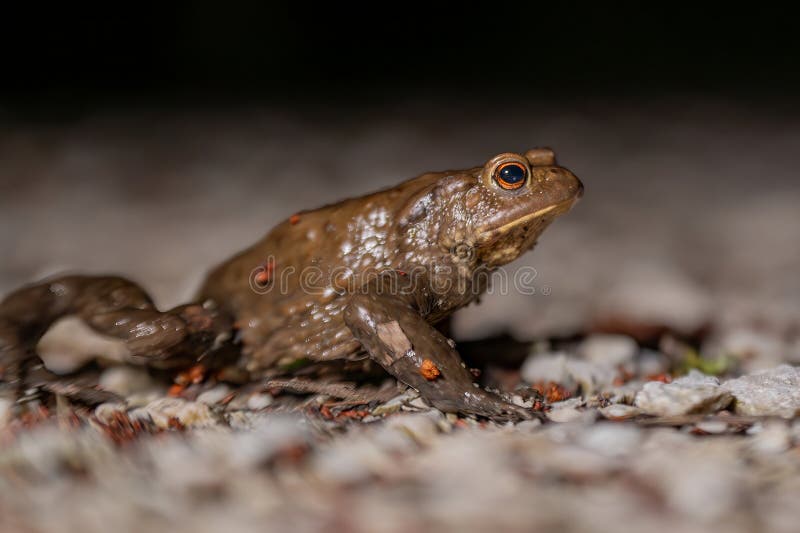 One Common Toad in the Forest Outdoors at Night. Bufo Bufo in ...