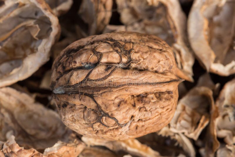 Cracked Walnut Shells with One Complete Walnut in the Middle. Pieces of ...