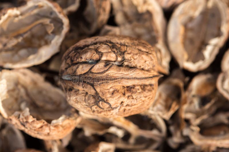 Cracked Walnut Shells with One Complete Walnut in the Middle. Pieces of ...