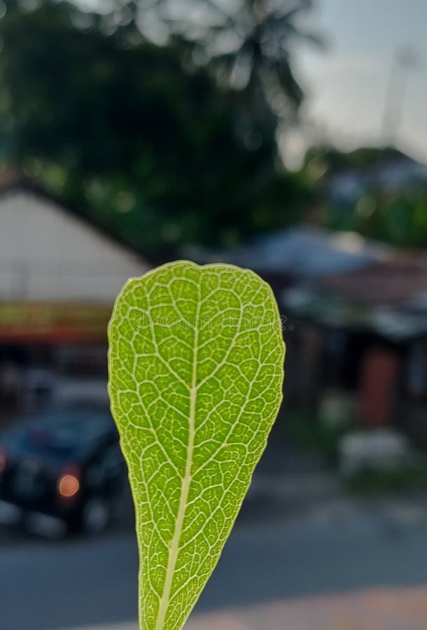 One Component of the Leaf that Serves As a Support so that it Can Grow ...