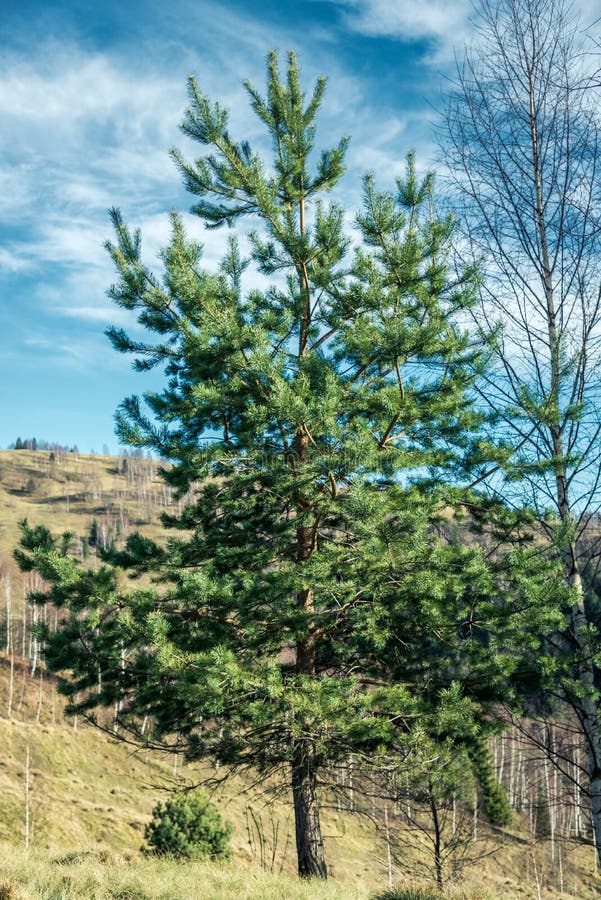 One Conifer Tree on a Background of Mountains Stock Photo - Image of ...