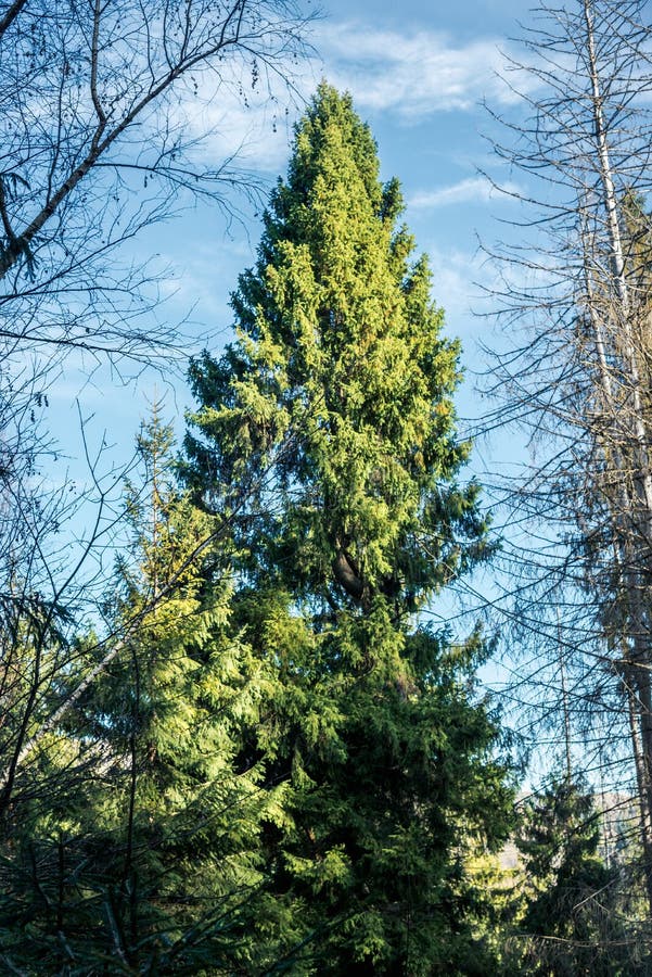 One Conifer Tree on a Background of Mountains Stock Photo - Image of ...