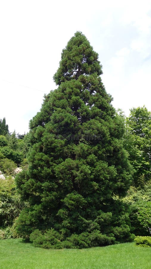 One coniferous tree stock photo. Image of greenery, vertically - 132000322