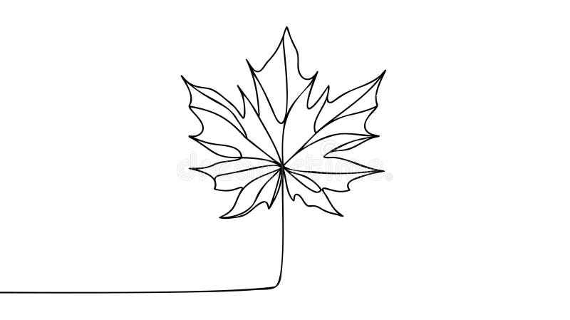 One Continuous Line Drawing of Isolated Vector Object - Maple Leaf Stock Vector - Illustration ...