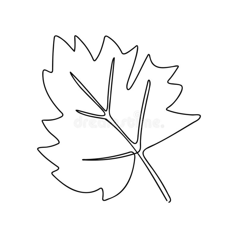 One Continuous Maple Leaf Vector Illustration Stock Vector - Illustration of autumn, foliage ...