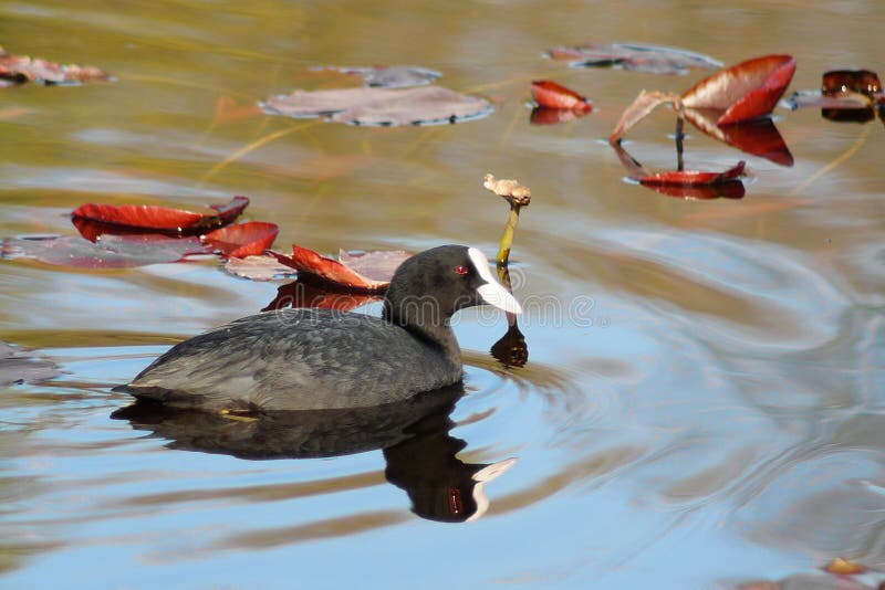 A coot in a pond stock photo. Image of lake, drying, rock - 53654468