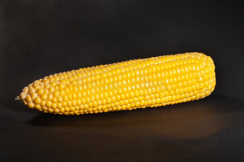 Single corn stock image. Image of kernels, nature, corn - 26272943