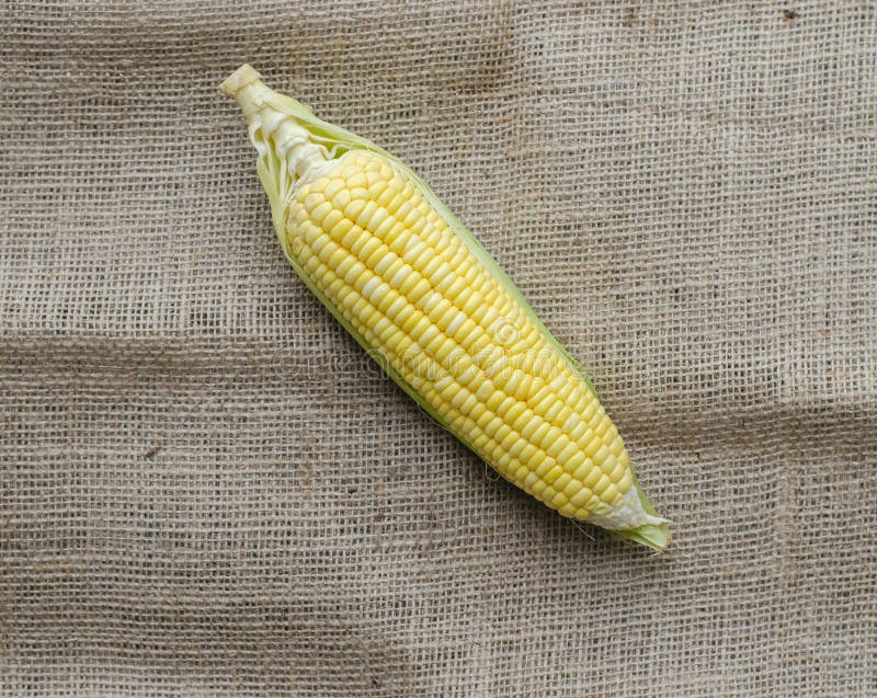 One Corn on Brown Cloth Bag, Top View Stock Image - Image of field ...