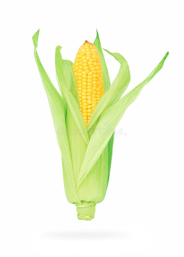One Ripe Corn on the Cob with Leaves (isolated) Stock Photo - Image of ...