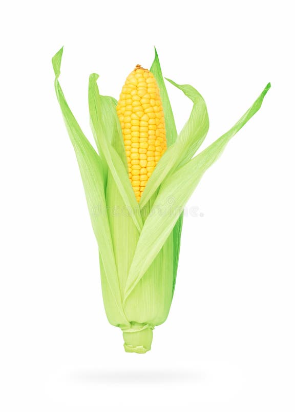 One Corn on the Cob (isolated) Stock Photo - Image of leaf, heap: 54047334