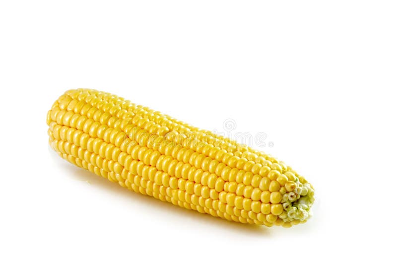 One corn crop stock photo. Image of food, nature, freshness - 6056088