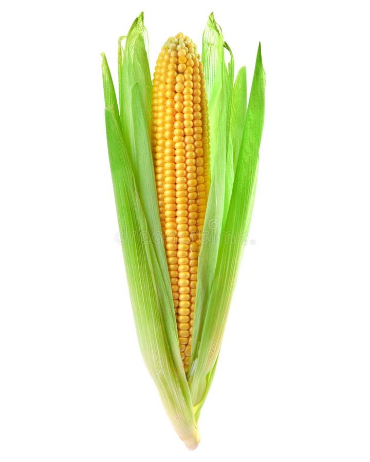 Corn stock photo. Image of maize, husk, healthy, leaf - 21377206