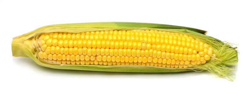 One Corn Isolated on White Background Stock Photo - Image of background ...